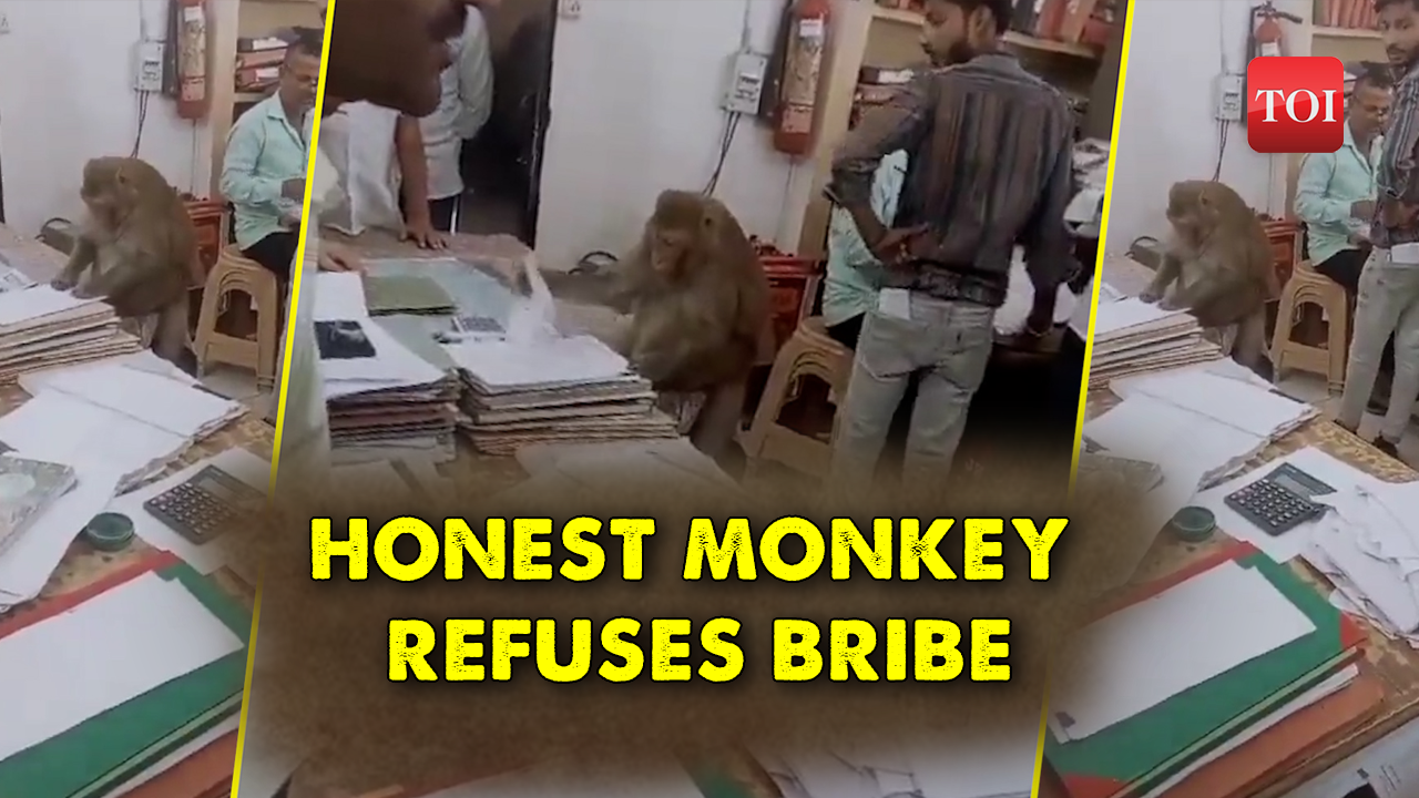 Watch: This honest monkey sets example for corrupt govt employees