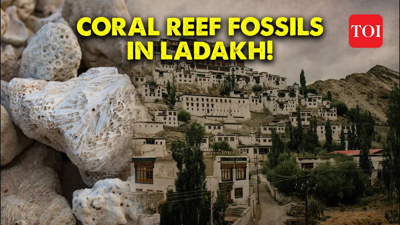 Ladakh's geological marvel revealed: Ancient coral reefs unearthed at ...
