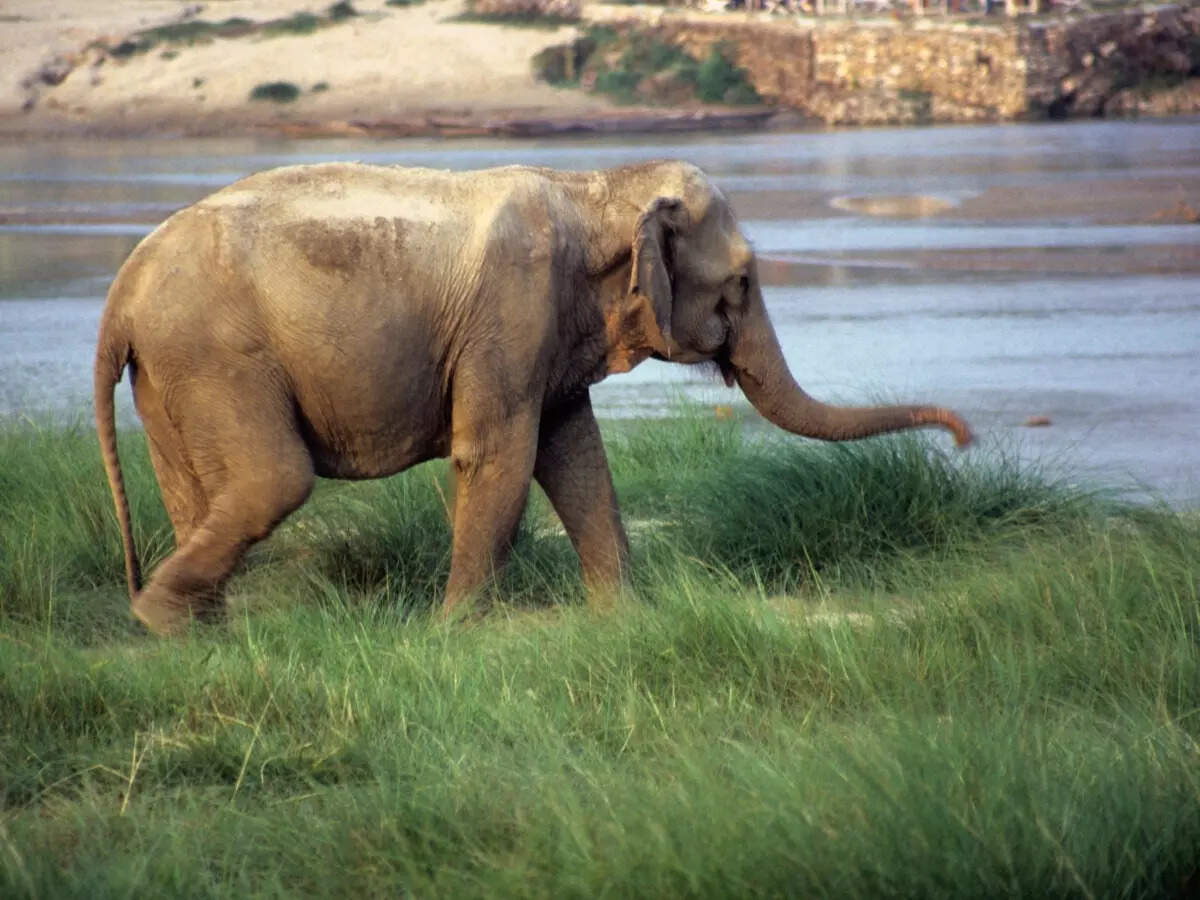 Chitwan National Park: Nepal's wildlife haven, Nepal - Times of India ...