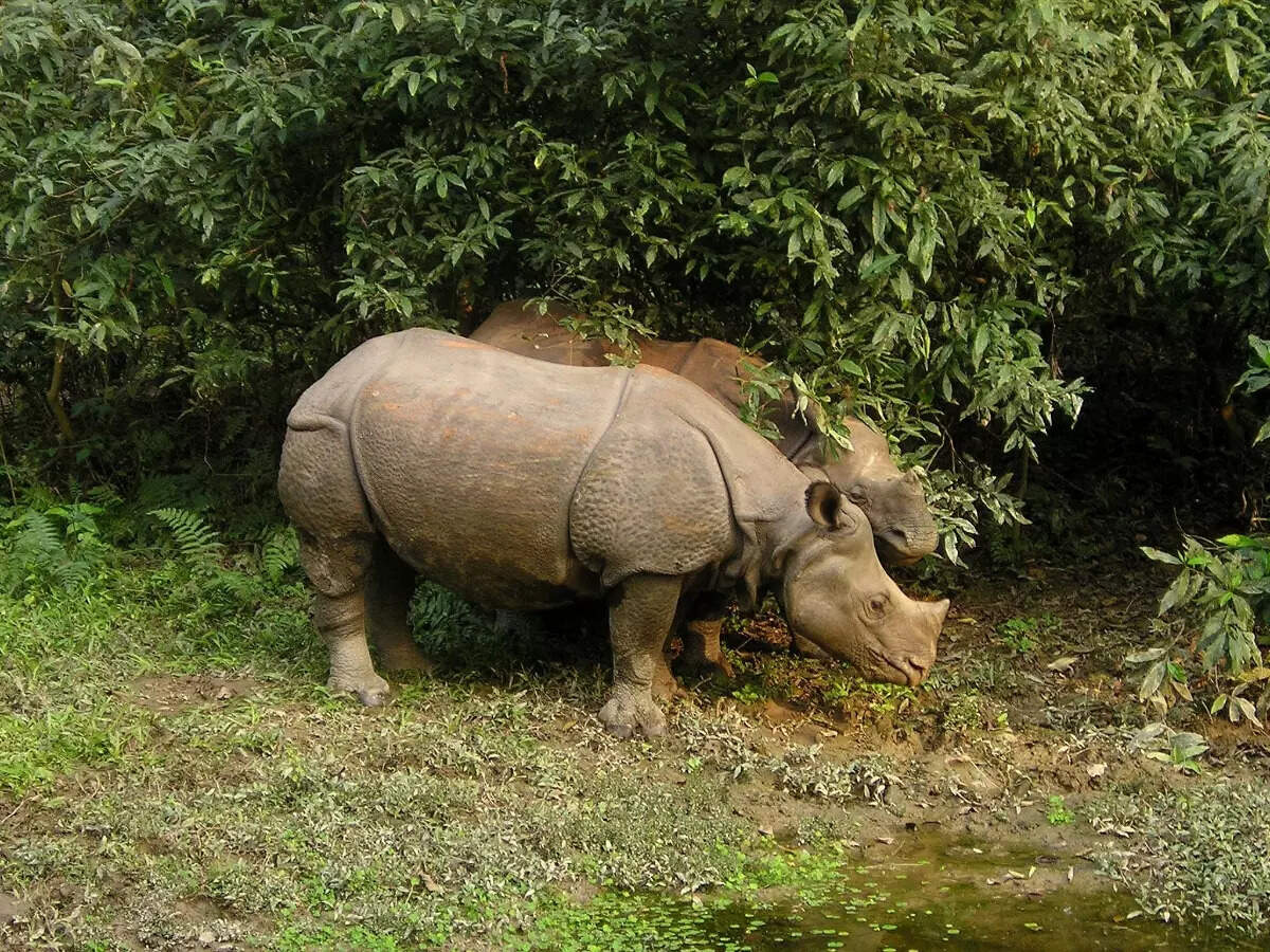 Chitwan National Park: Nepal's wildlife haven, Nepal - Times of India ...