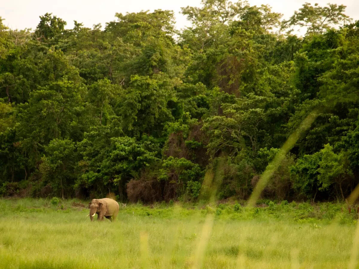 Chitwan National Park: Nepal's wildlife haven, Nepal - Times of India ...
