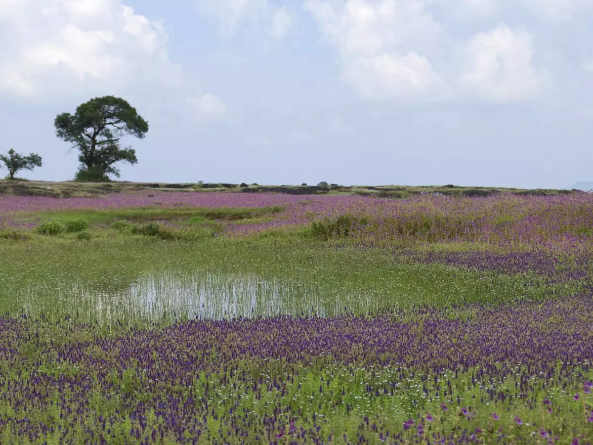 Kaas Plateau: Maharashtra's Valley of Flowers | Times of India Travel
