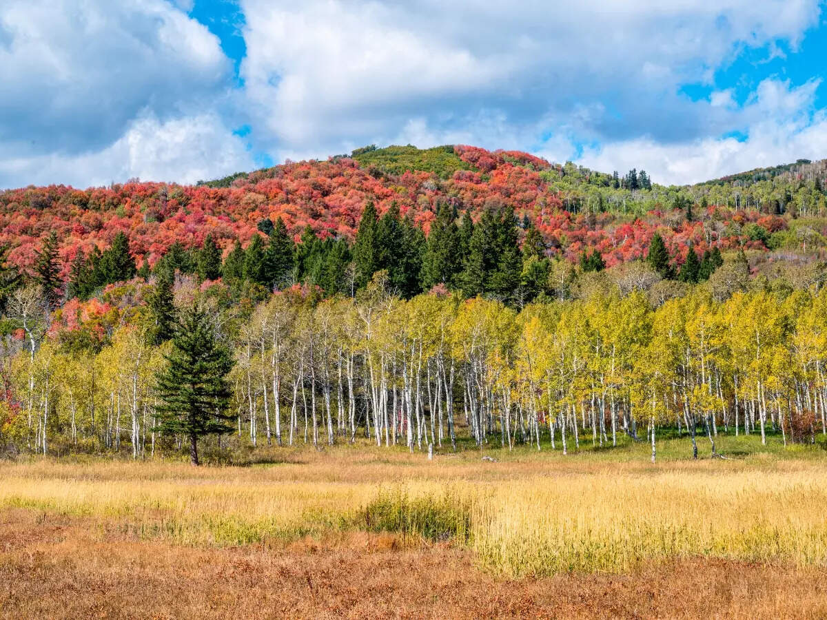 Many sounds of Pando, the forest of single greatest living organism ...