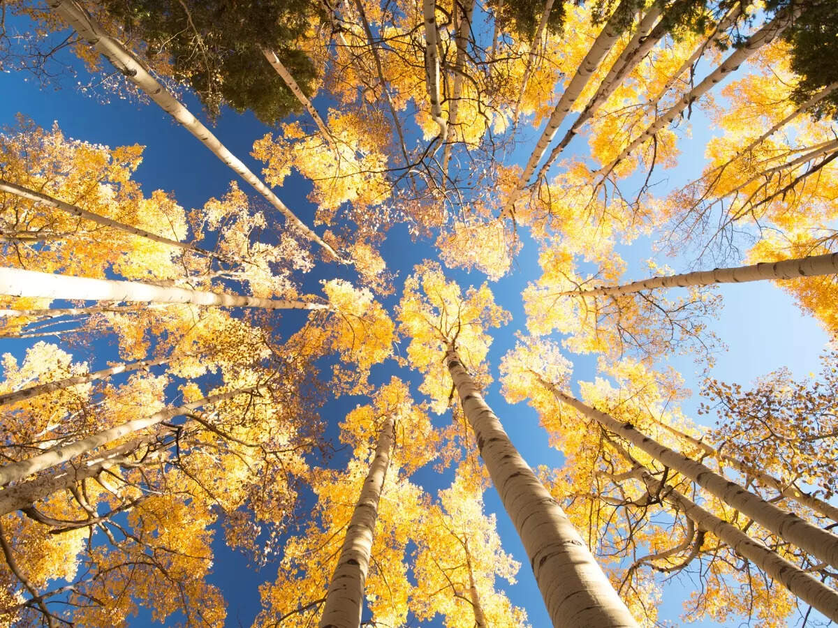 Many sounds of Pando, the forest of single greatest living organism ...