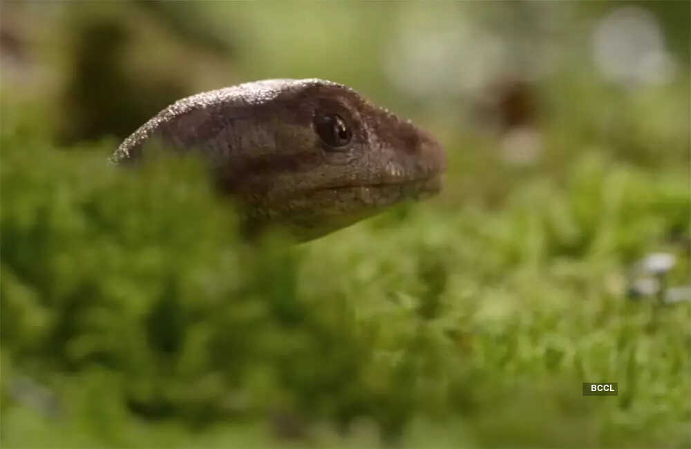 Life On Our Planet Season 1 Review: This epic Earth odyssey stirs awe ...