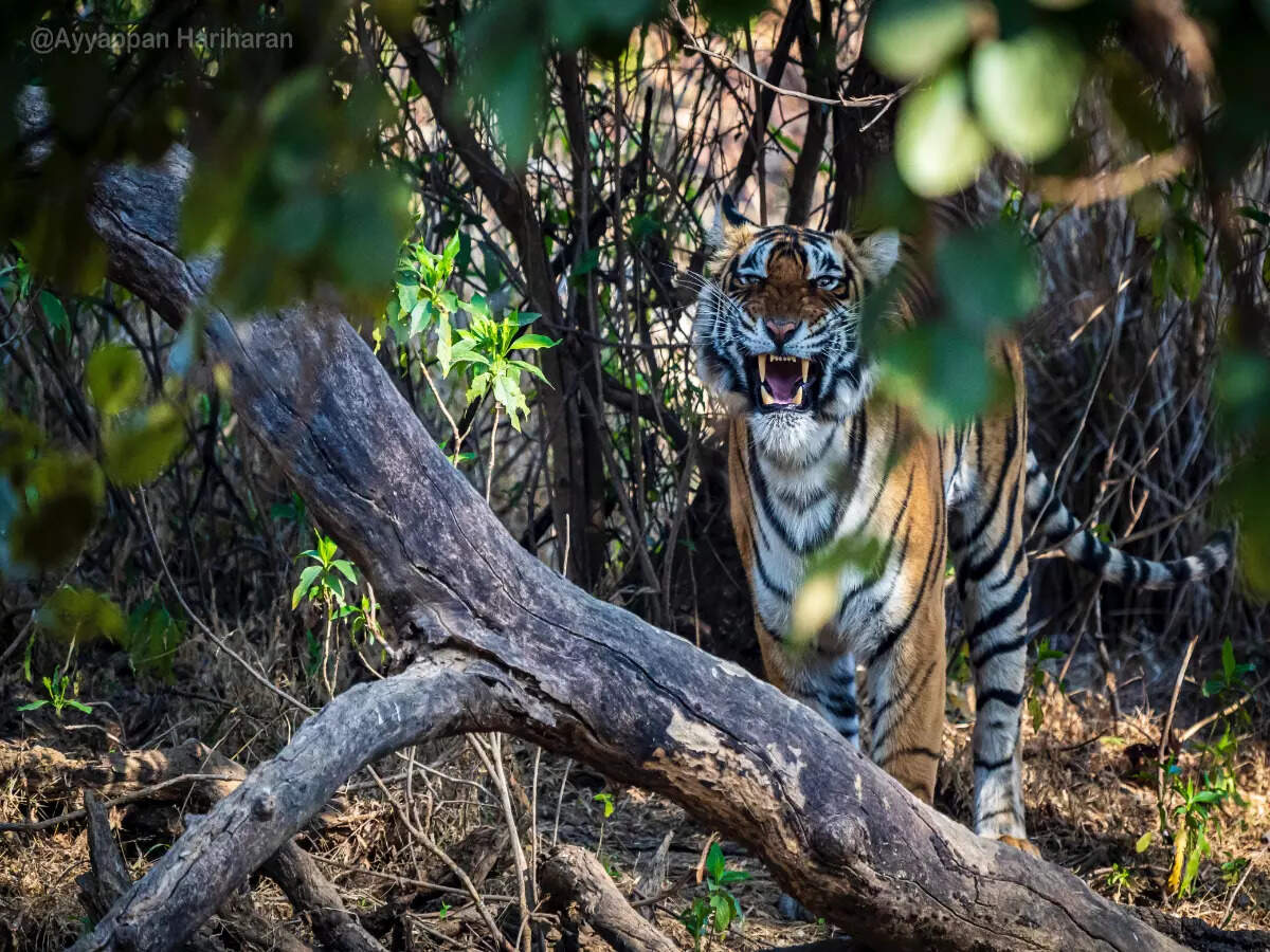 Tiger tales from India’s most famous national parks, India - Times of ...