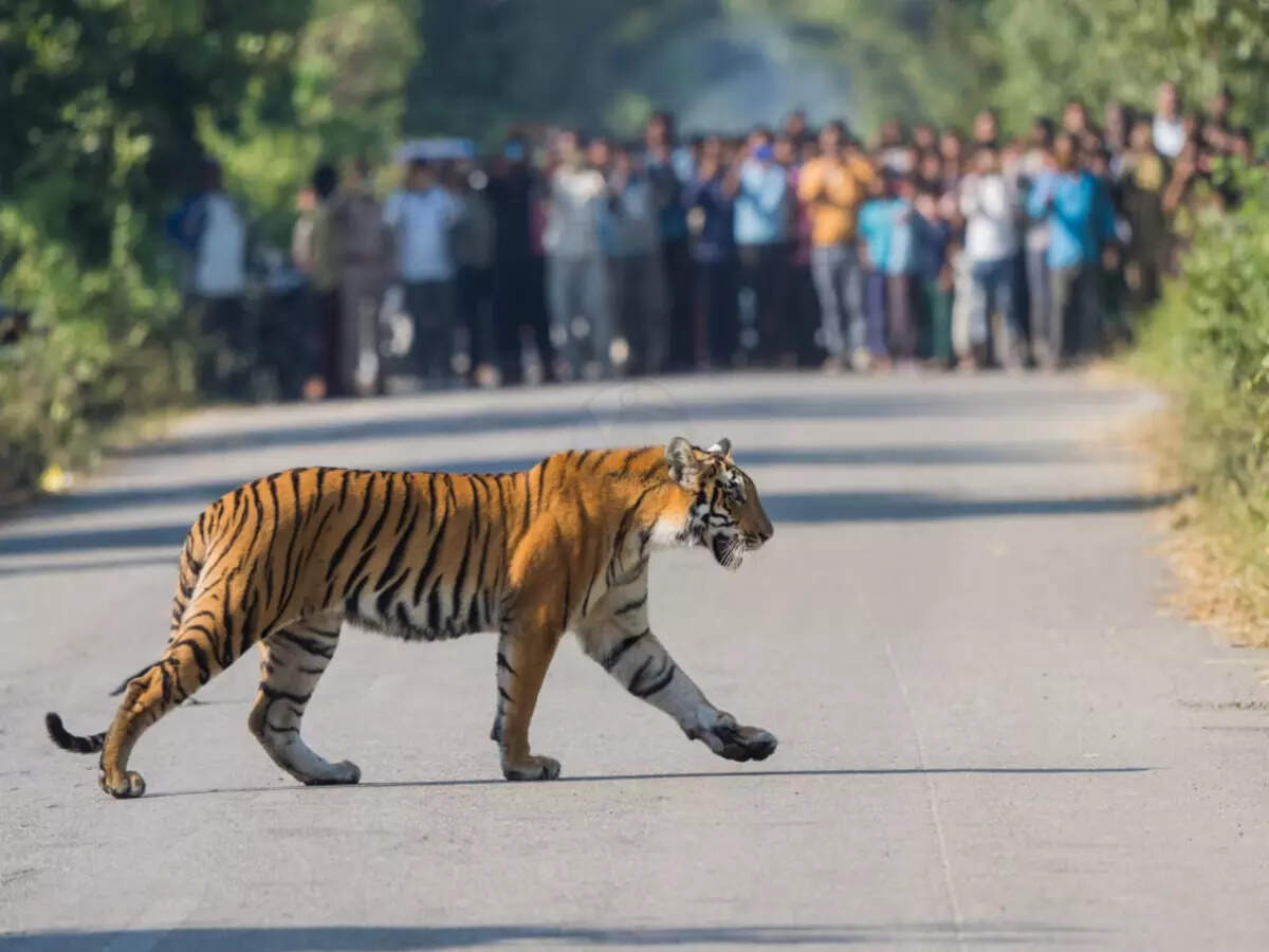 Tiger tales from India’s most famous national parks, India - Times of ...