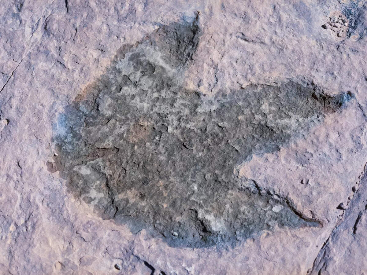 Scotland: Check out the dinosaur footprints on the Isle of Skye ...