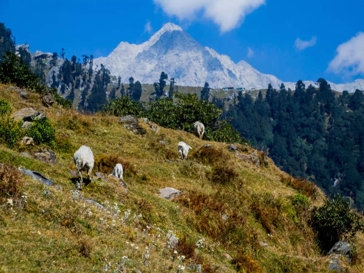 What is Dharamsala’s Snowline Trek all about? | Times of India Travel