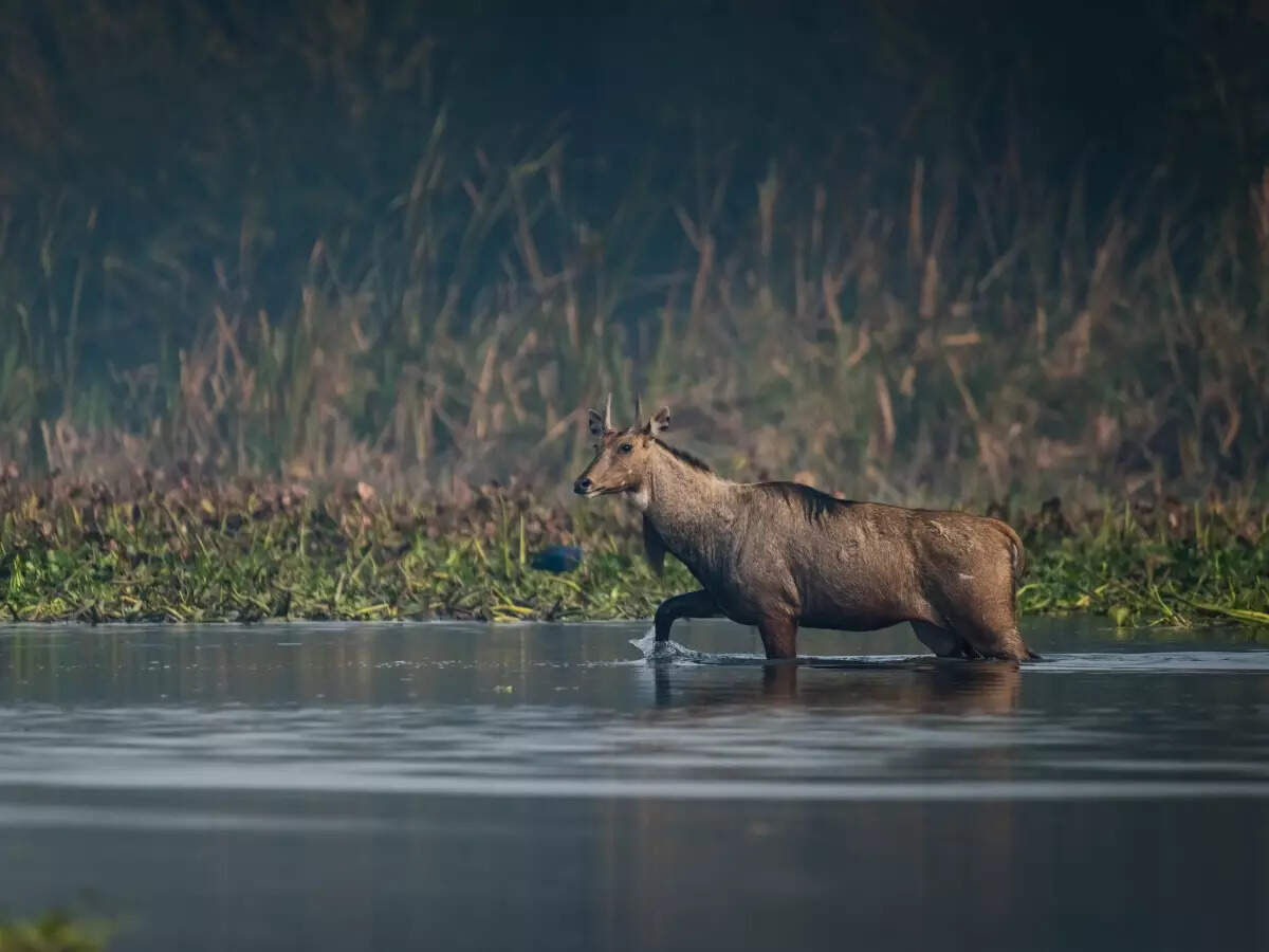 Okhla Bird Sanctuary: Delhi’s own birdwatching paradise | Times of ...