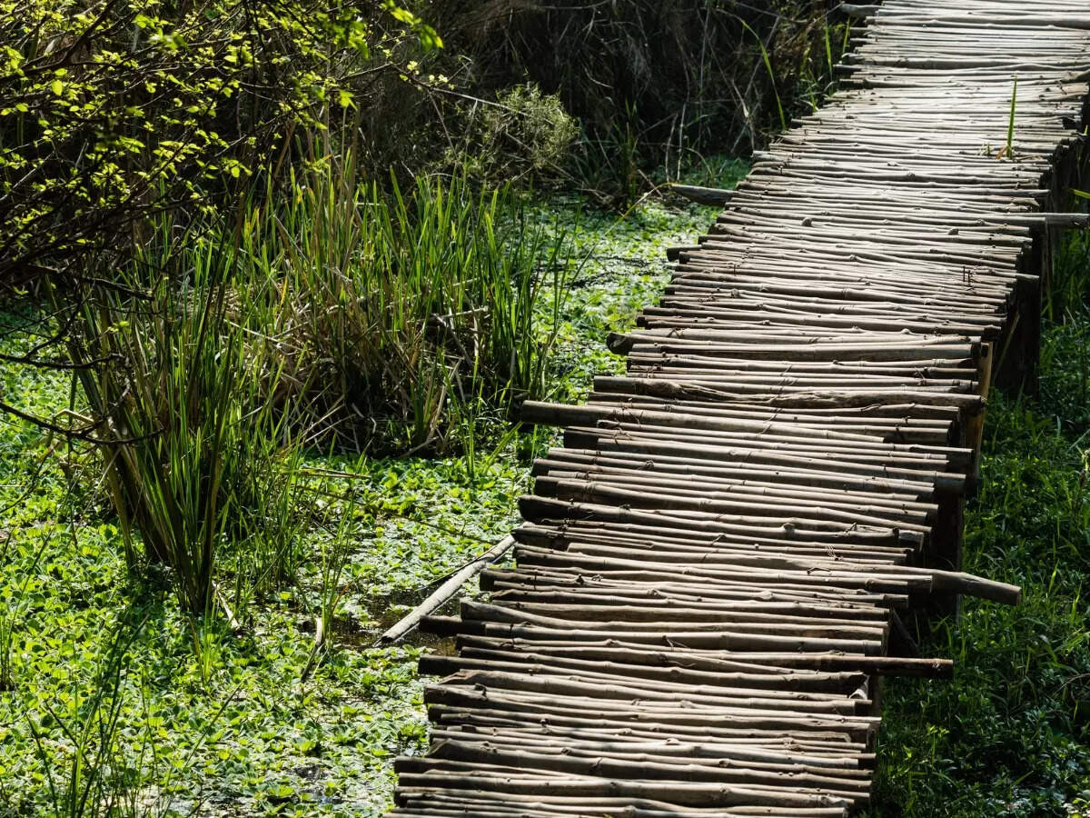 Okhla Bird Sanctuary: Delhi’s own birdwatching paradise | Times of ...