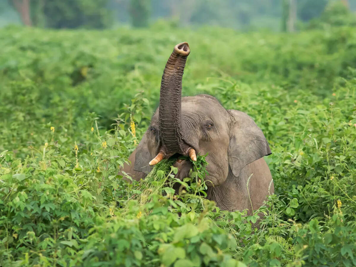 Mahananda Wildlife Sanctuary brings you closer to nature in Darjeeling ...