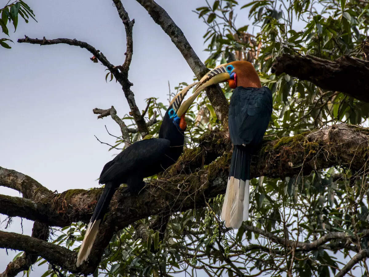 Mahananda Wildlife Sanctuary brings you closer to nature in Darjeeling ...