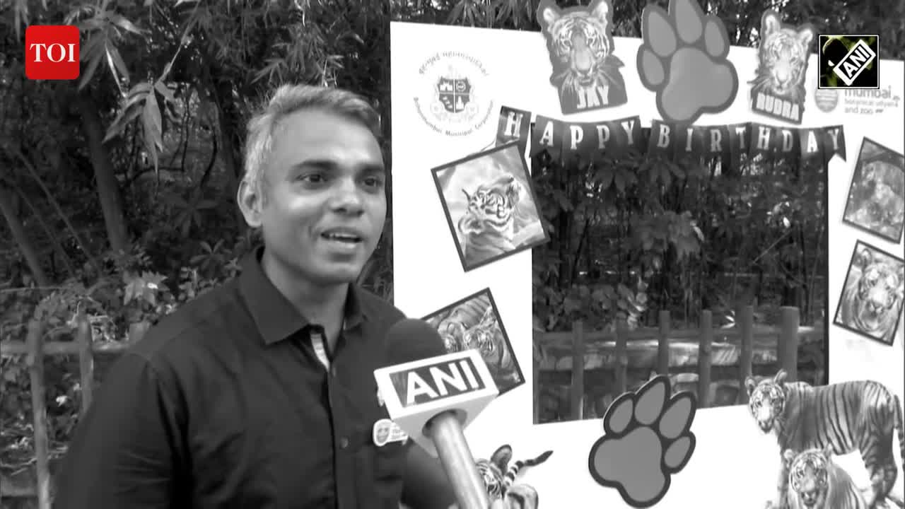 Two tigers Jai, Rudra at Byculla zoo celebrate birthday with tiger ...