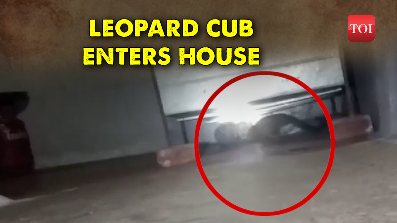 Leopard cub enters house in MP's Raisen district