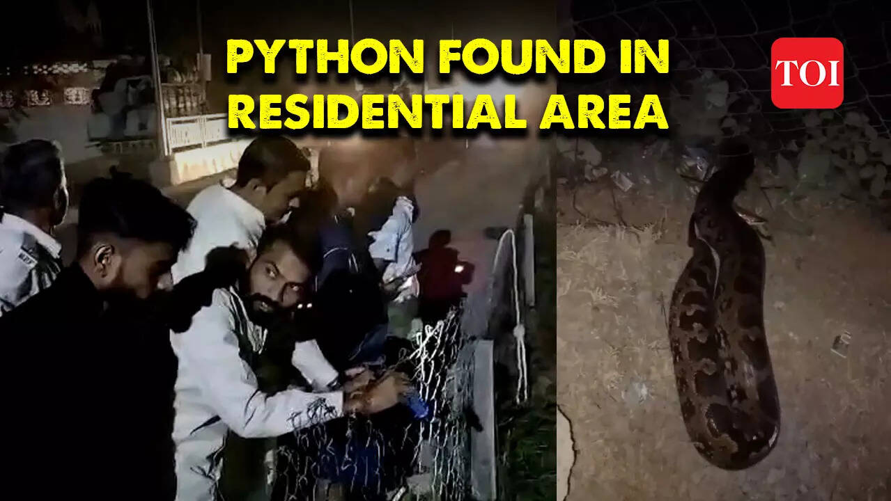 Forest team officials rescue long python from residential area in MP's ...