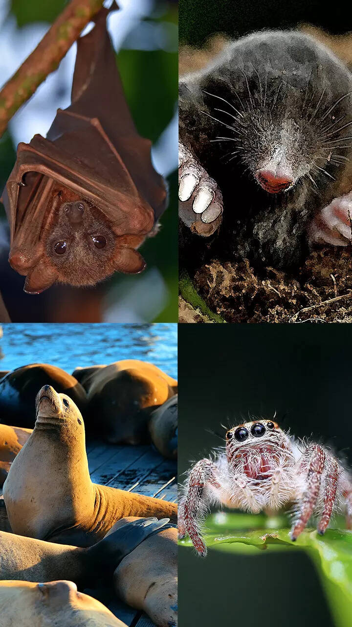 Animals Without Eyes Articles Tagged As Animals | Smithsonian Magazine