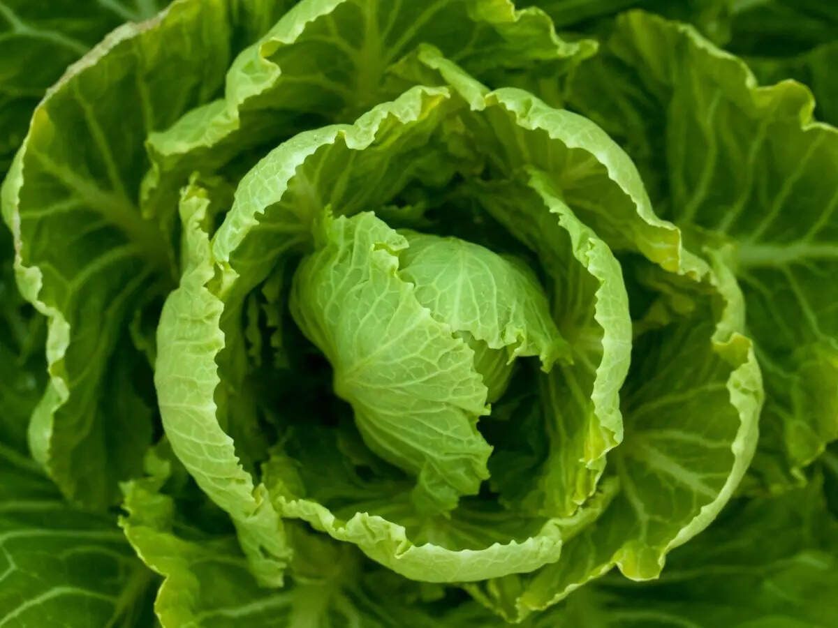 6 simple tips to retain the freshness of lettuce leaves