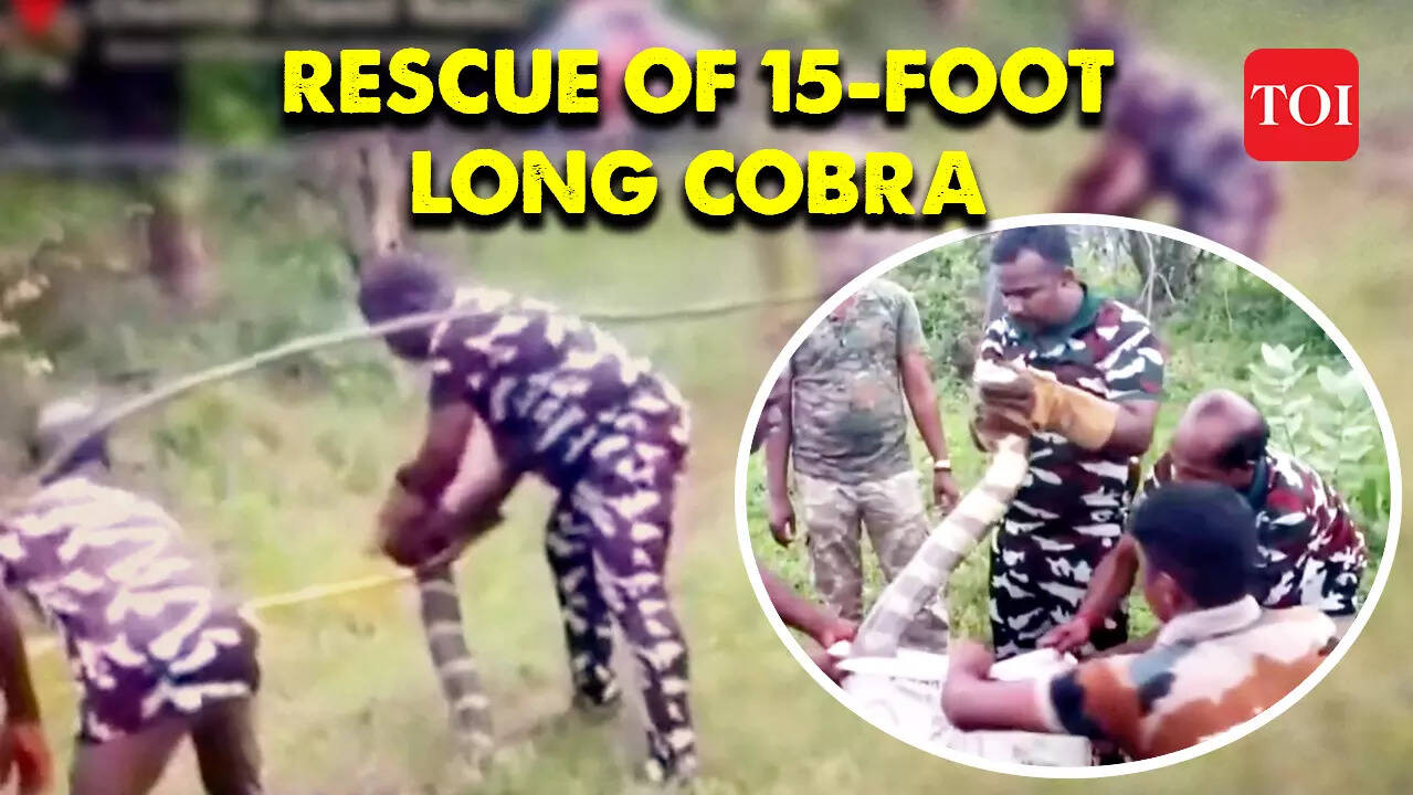 Watch: Dramatic rescue of 15-foot long cobra by forest department in ...