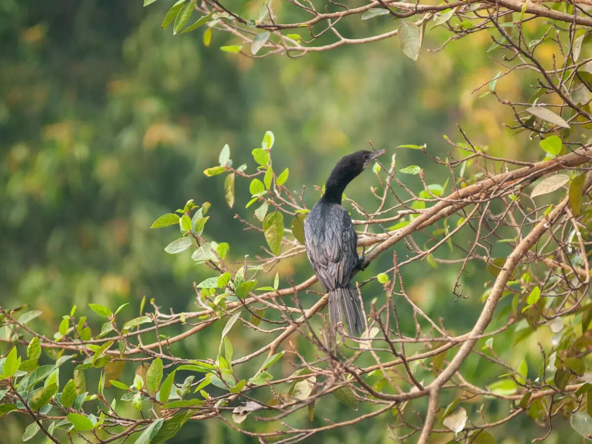 Wild Delhi: Birdwatcher's paradise in the capital, Delhi - Times of ...