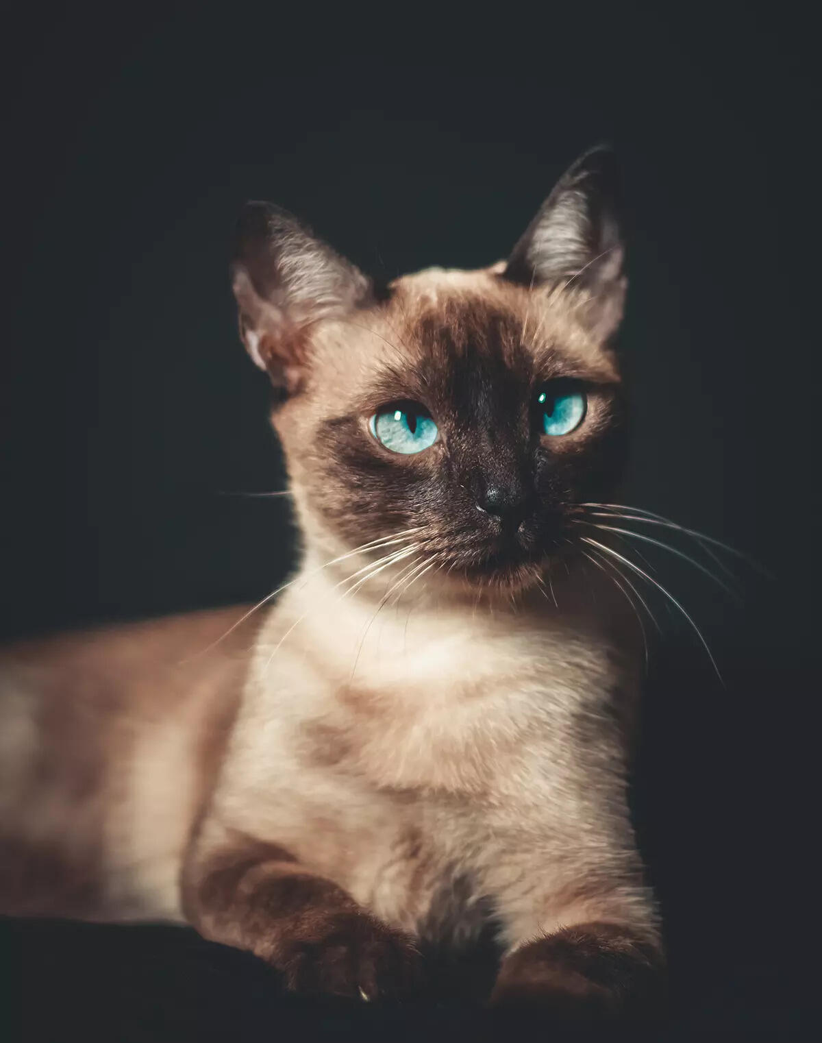 Whiskers and wisdom in the enchanting realm of the Siamese cat- The ...