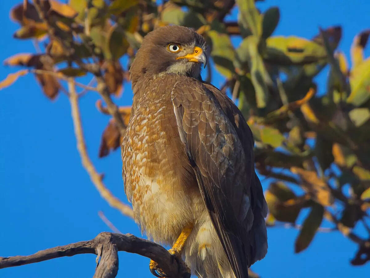 Untold story of Nagpur’s Umred-Pauni-Karhandla Wildlife Sanctuary ...