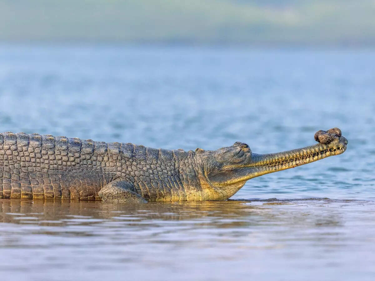 River and its gharials–rich biodiversity of National Chambal Sanctuary ...