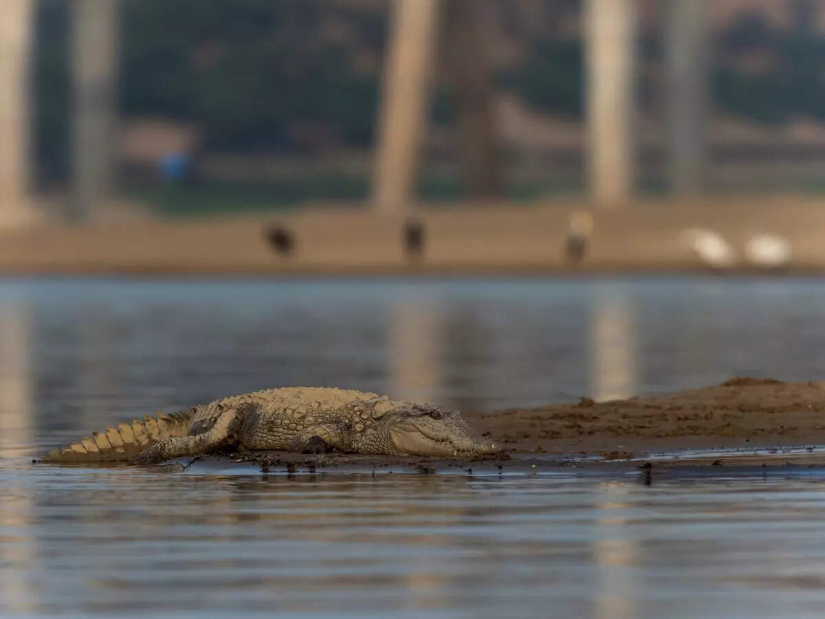 River and its gharials–rich biodiversity of National Chambal Sanctuary ...