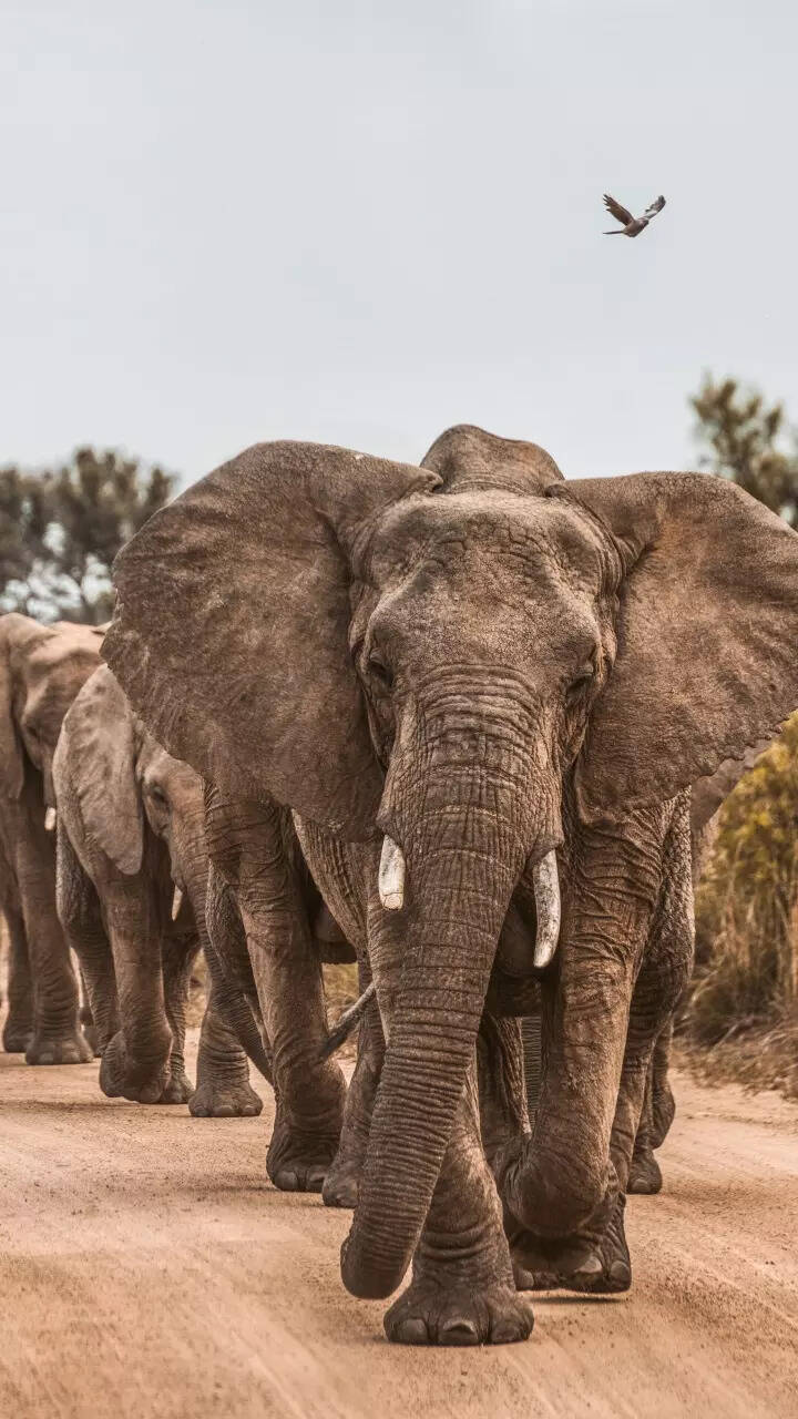 Intelligent Beautiful Animals