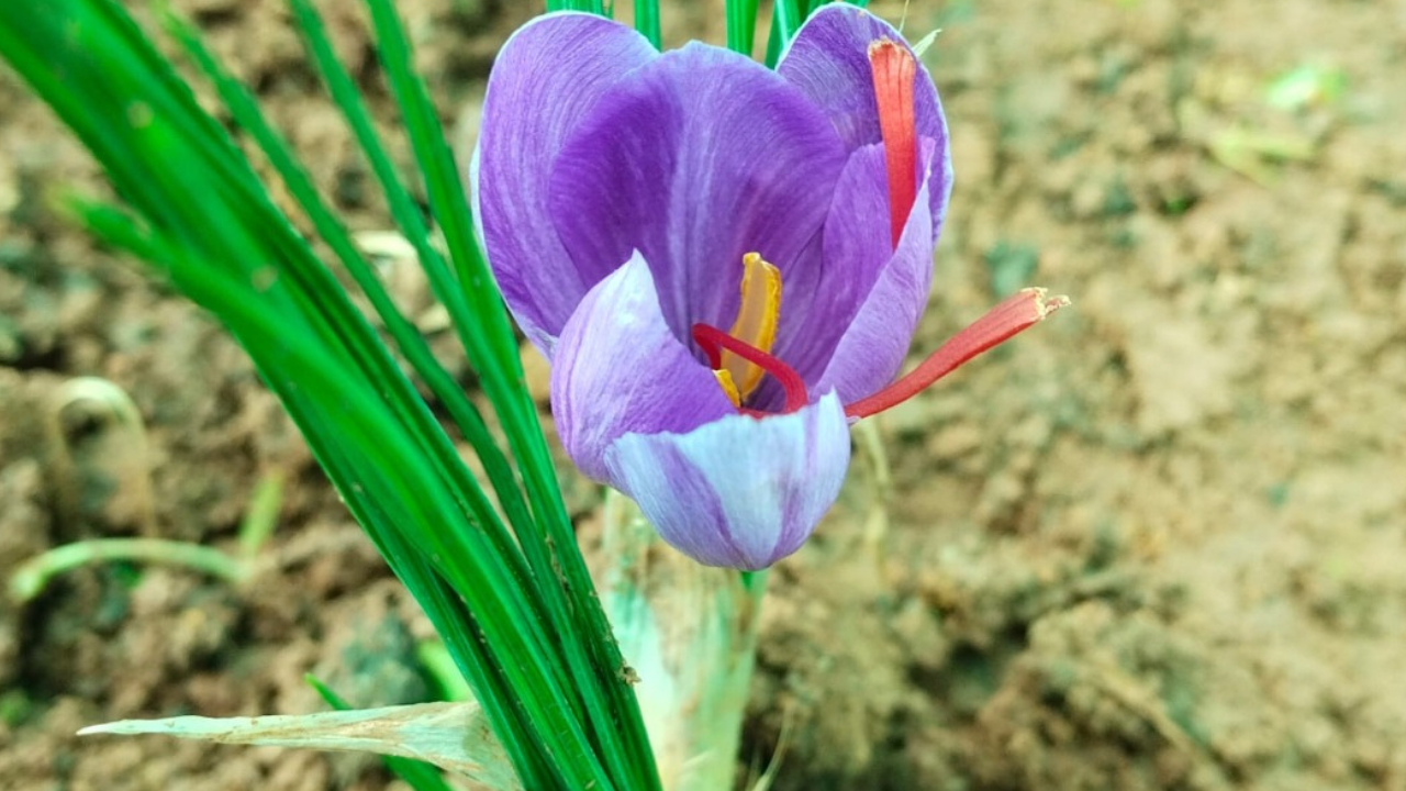 Saffron Flower Meaning In Malayalam | Best Flower Site