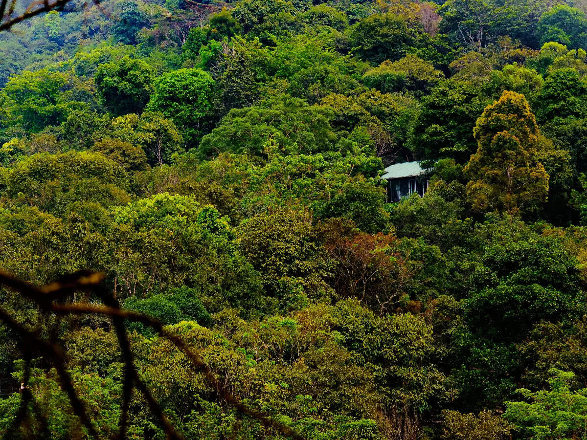 Call of the wild: 8 forest resorts in India for that unforgettable ...