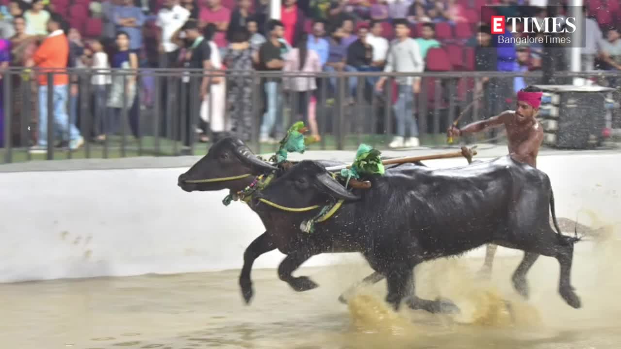 Take a look at Bengaluru's first Kambala