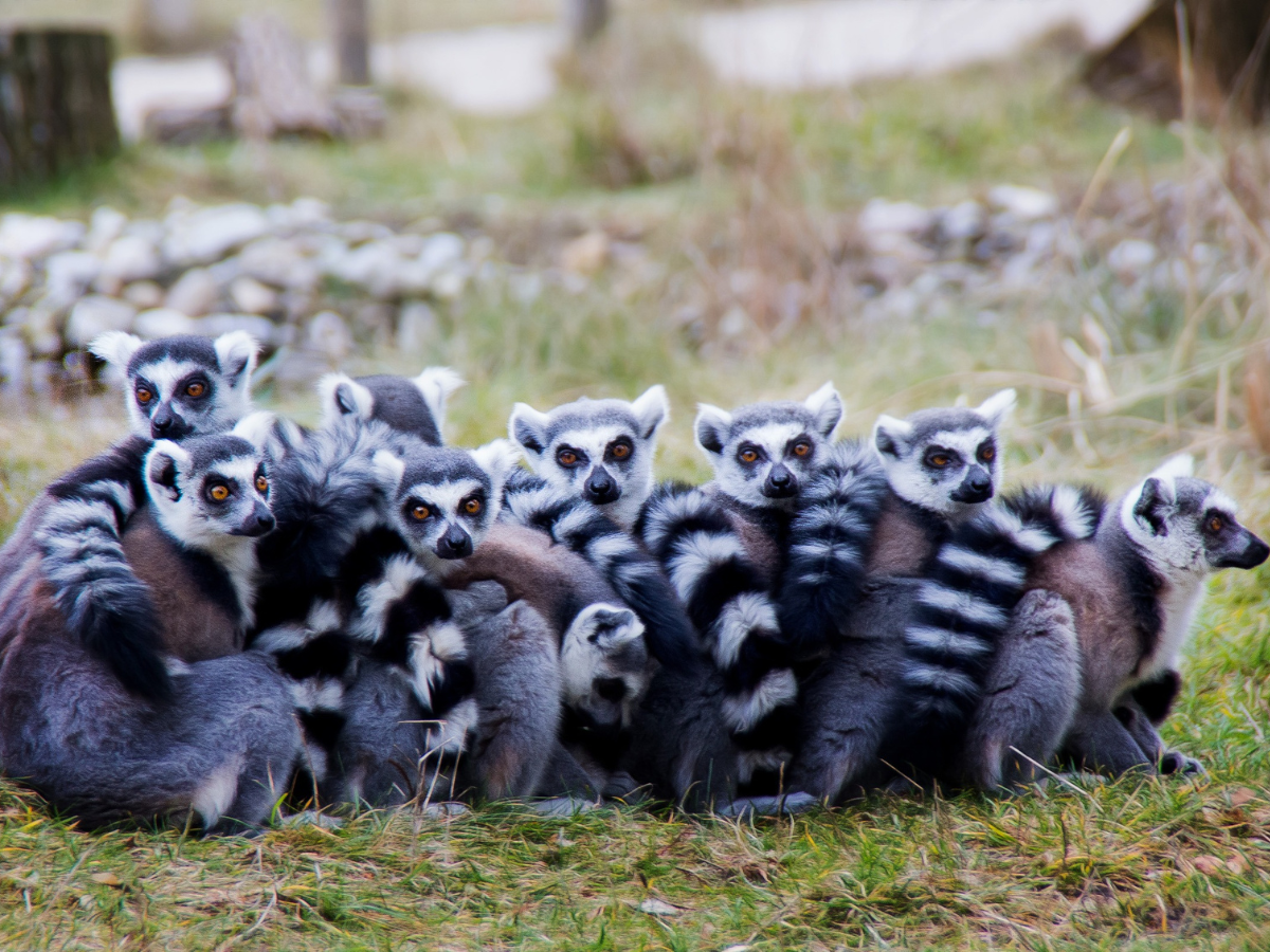 Did Lemuria, the lost continent, ever exist?, World - Times of India Travel