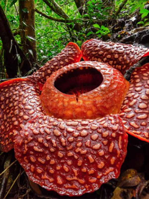 Nature's marvel: Discover the enormous beauty of Rafflesia Arnoldii ...