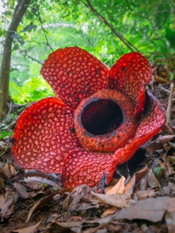 Nature's marvel: Discover the enormous beauty of Rafflesia Arnoldii ...
