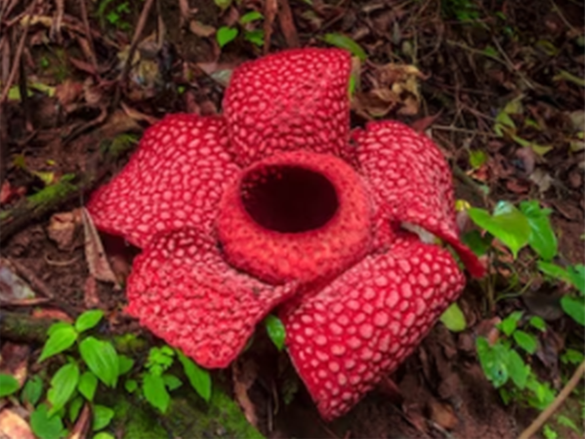 Nature's marvel: Discover the enormous beauty of Rafflesia Arnoldii ...