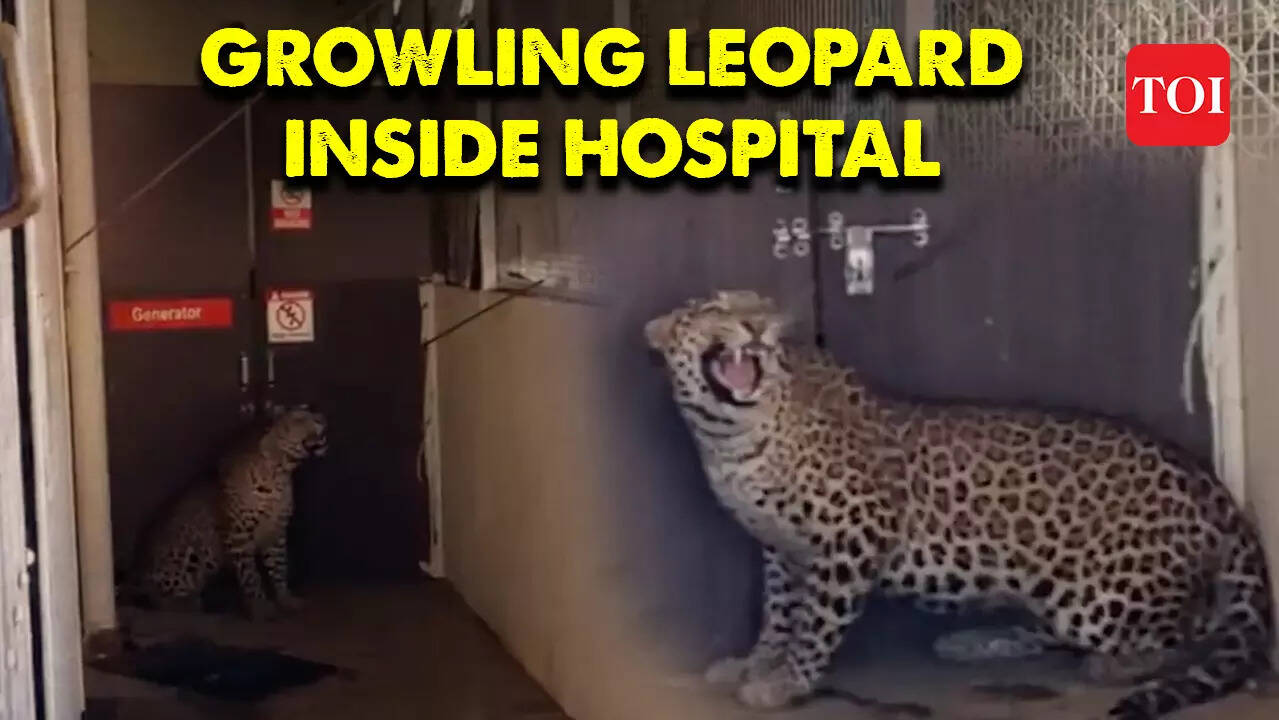 Panic grips people as leopard enters hospital in Maharashtra's Nandurbar Taluka, rescued by ...