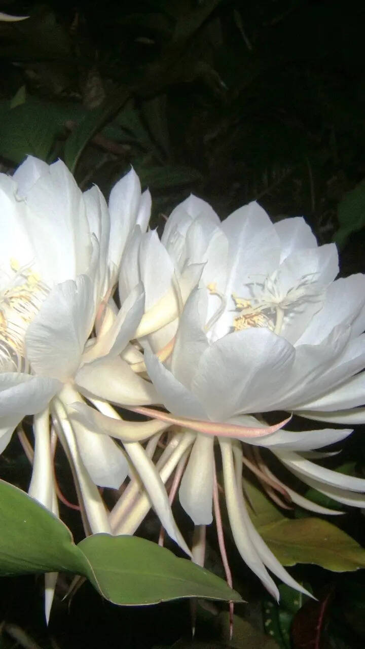 10 Most Expensive Flowers In The World - Infoupdate.org