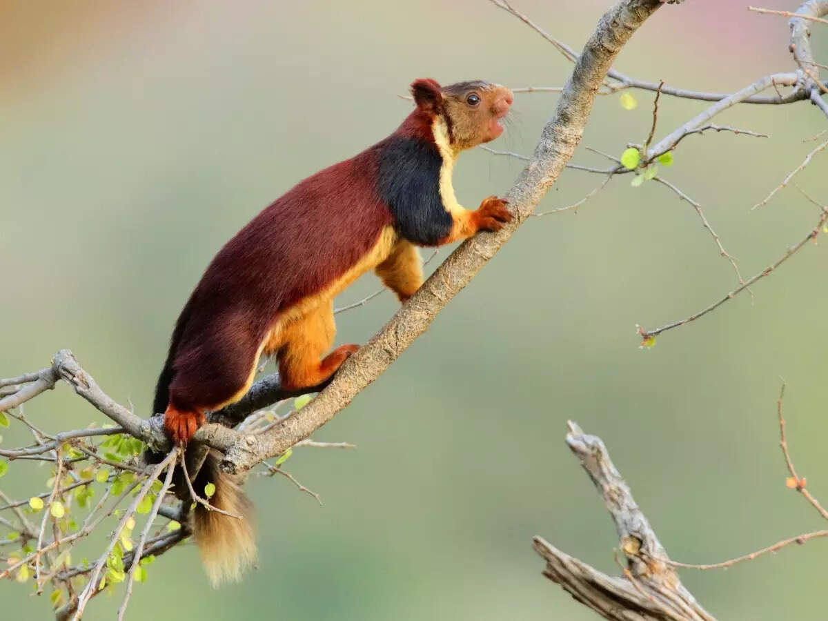 Breathtaking biodiversity of Bondla Wildlife Sanctuary in Goa, Goa ...