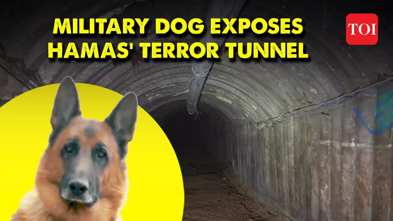 Israeli Defence Forces use dogs to sniff out Hamas terror tunnels in Gaza