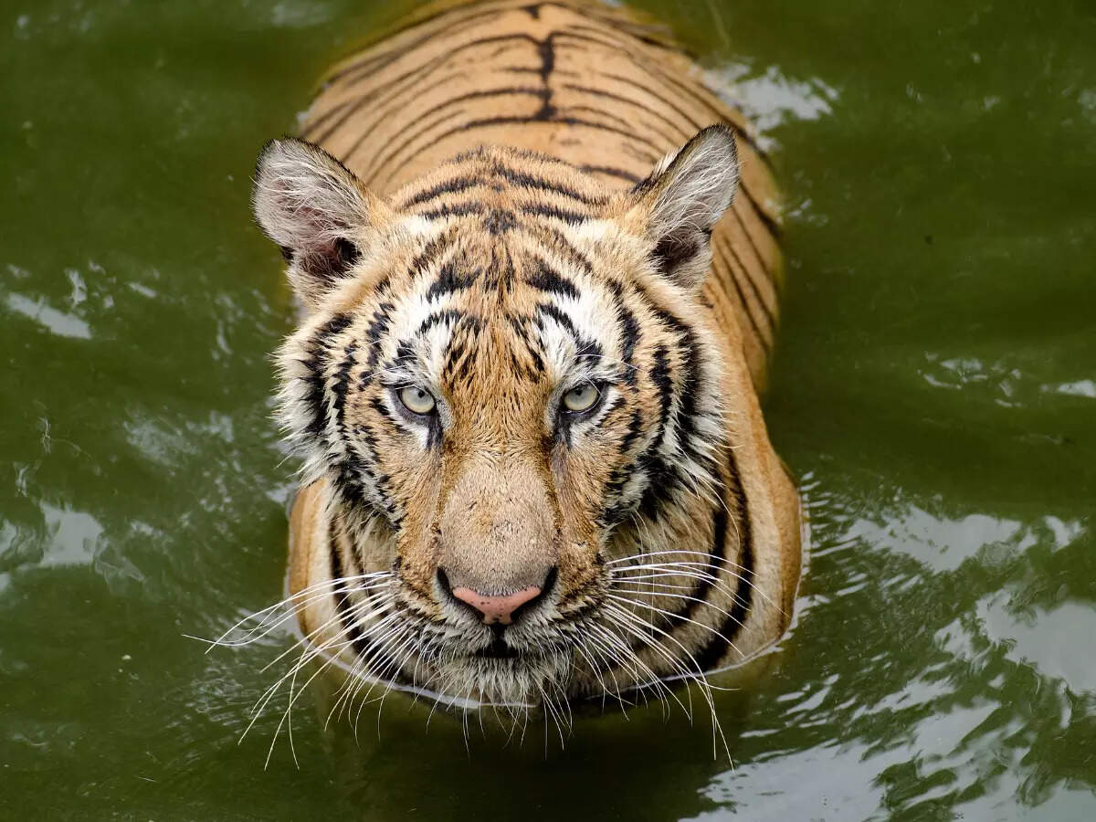 Jungle safari in Assam's Manas National Park; know all about it | Times ...