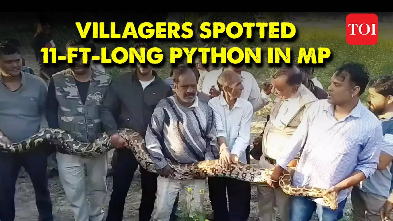 11-ft long python rescued by forest officials in MP's Ujjain district