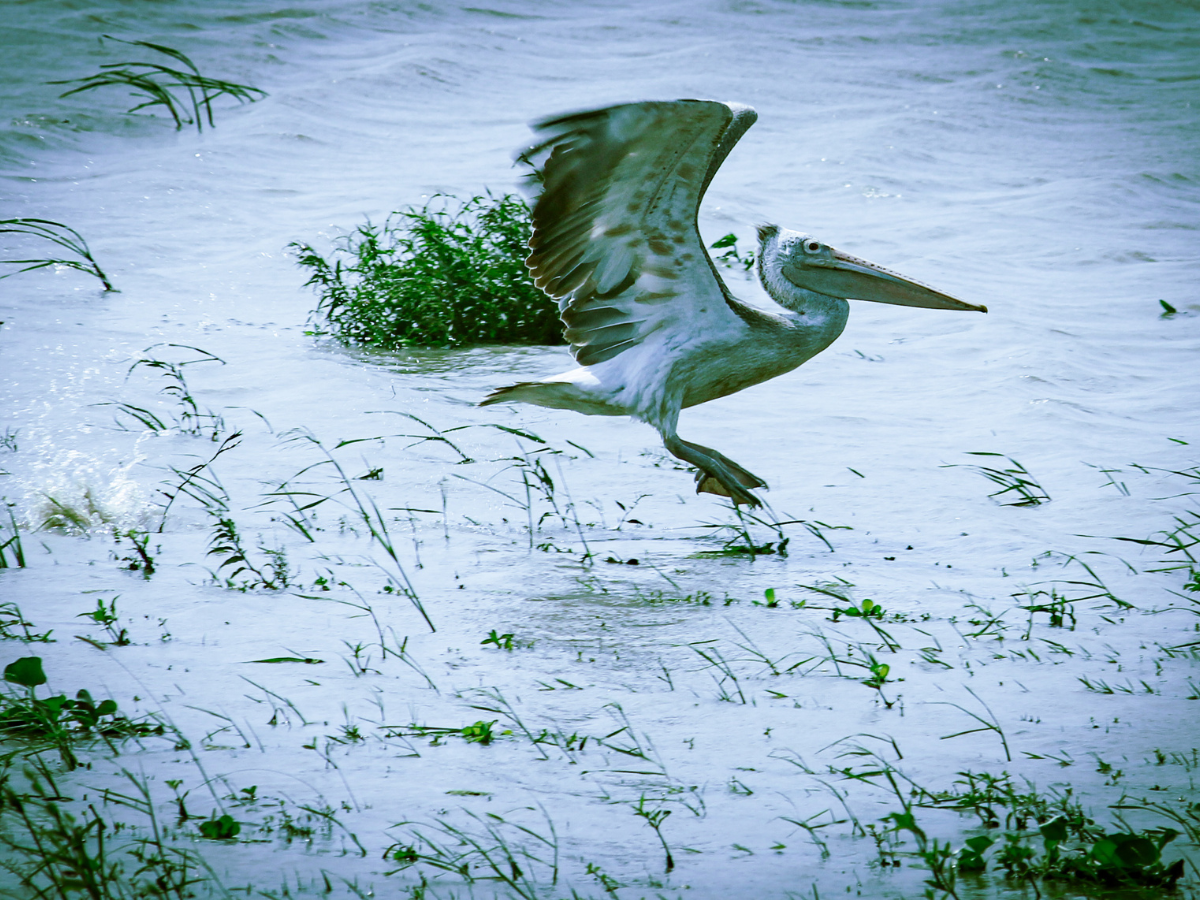 Assam: ‘Kaziranga Bird Conservation Festival’ to be held in January ...