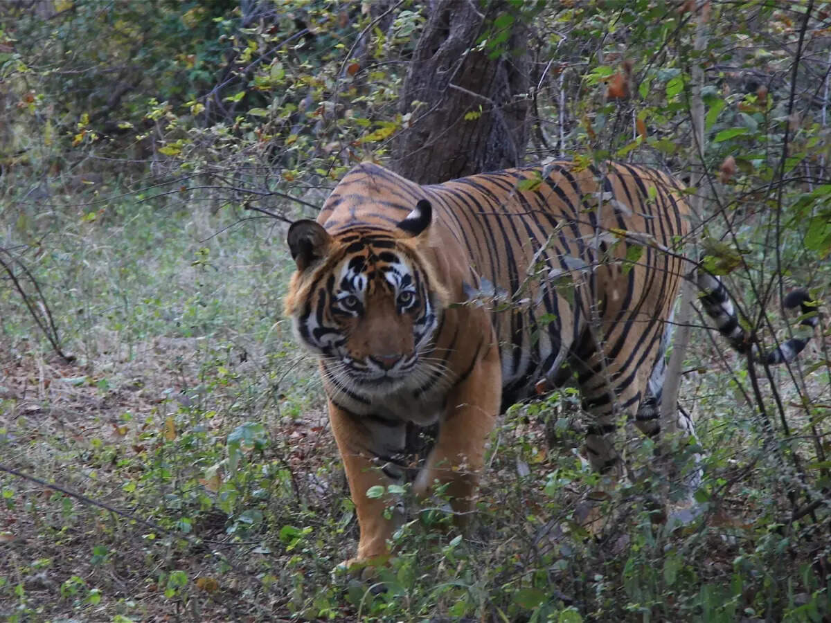 India’s best forest getaways for nature lovers, India - Times of India ...