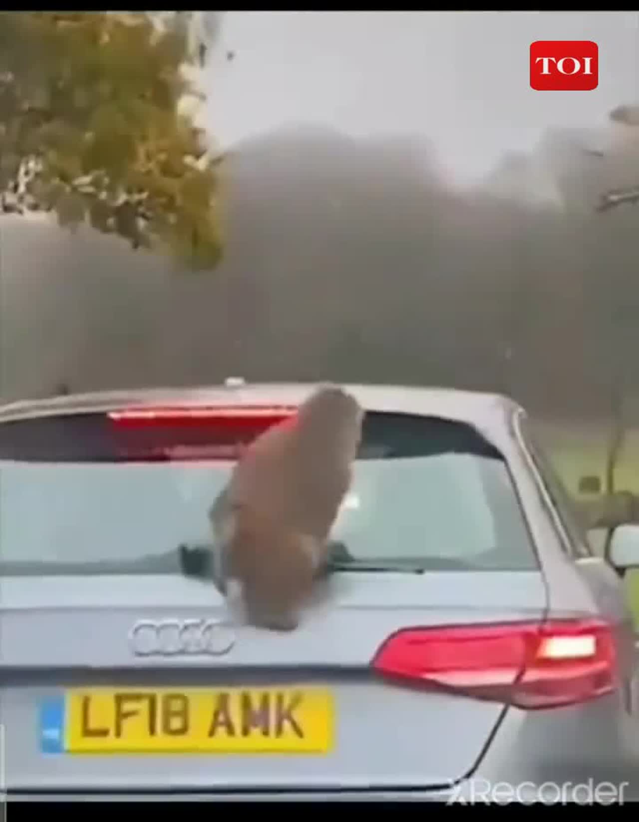 Cheeky Monkeys Turn Car Mischief into Adorable Mayhem: Watch as They ...