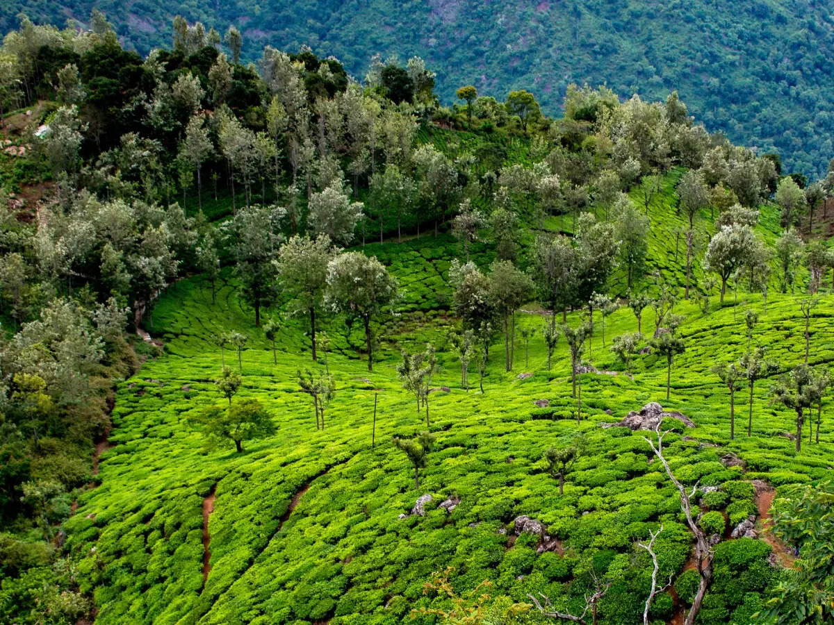 Discover India's beauty: Unforgettable road trips with breathtaking ...