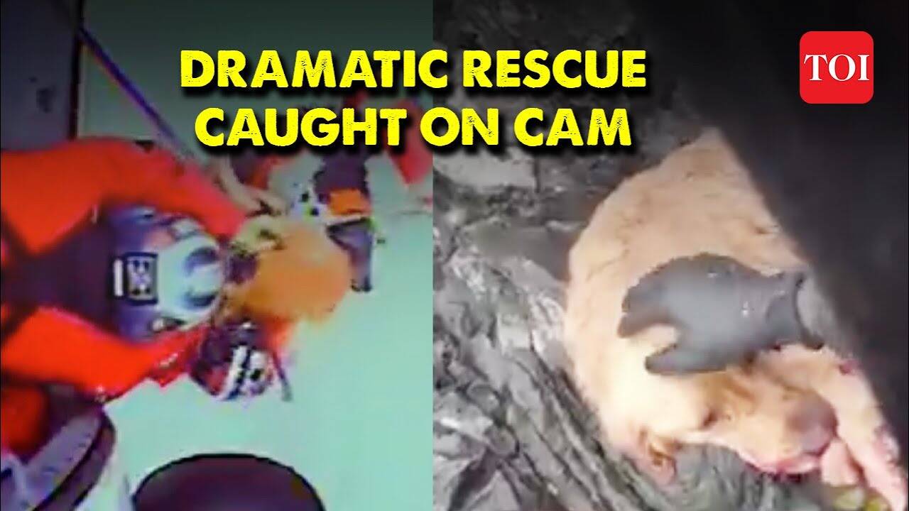 Dramatic RESCUE: Video shows Coast Guard Rescue Dog that fell from ...