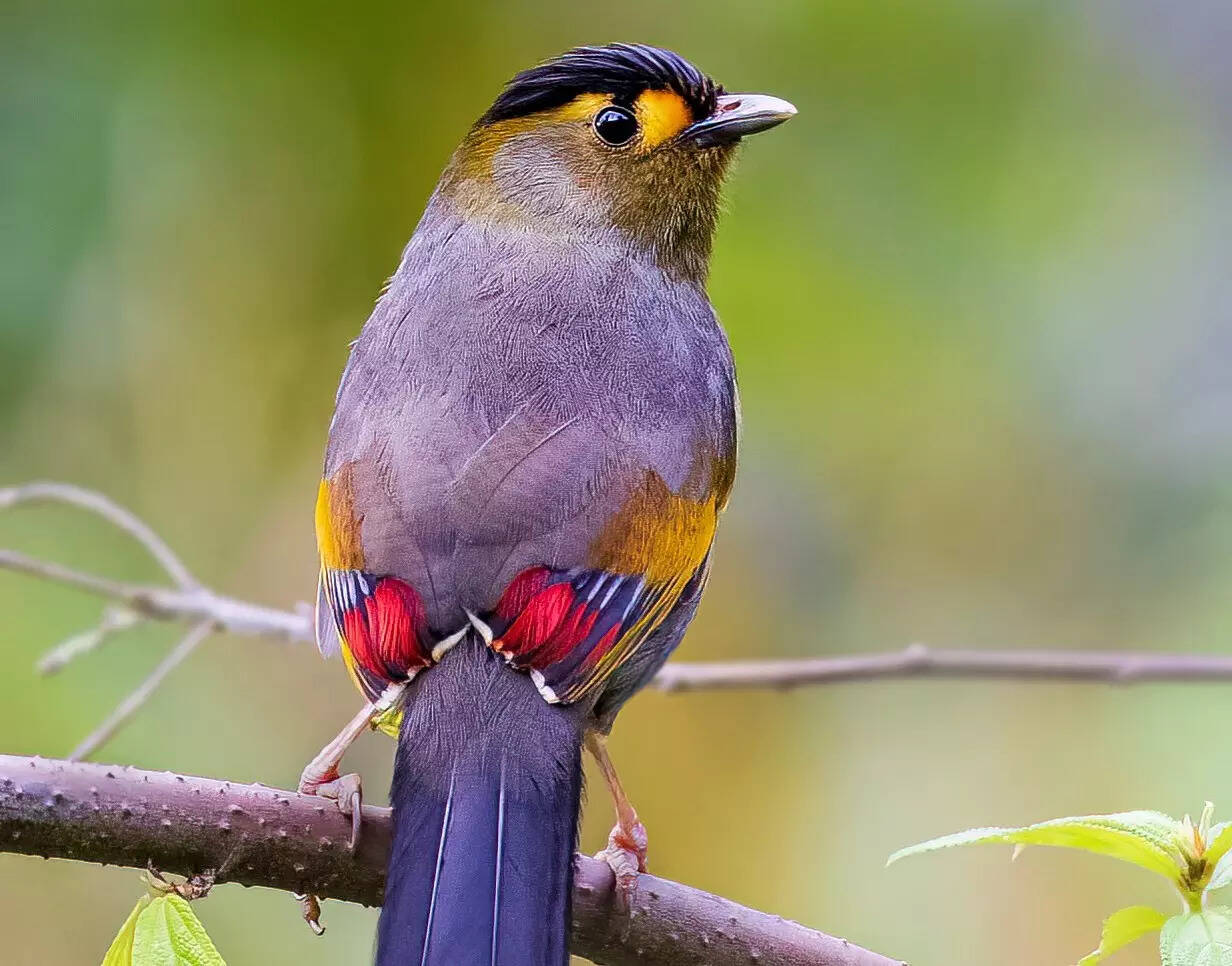 Arunachal Pradesh: Eaglenest Wildlife Sanctuary’s unmatched wildlife ...