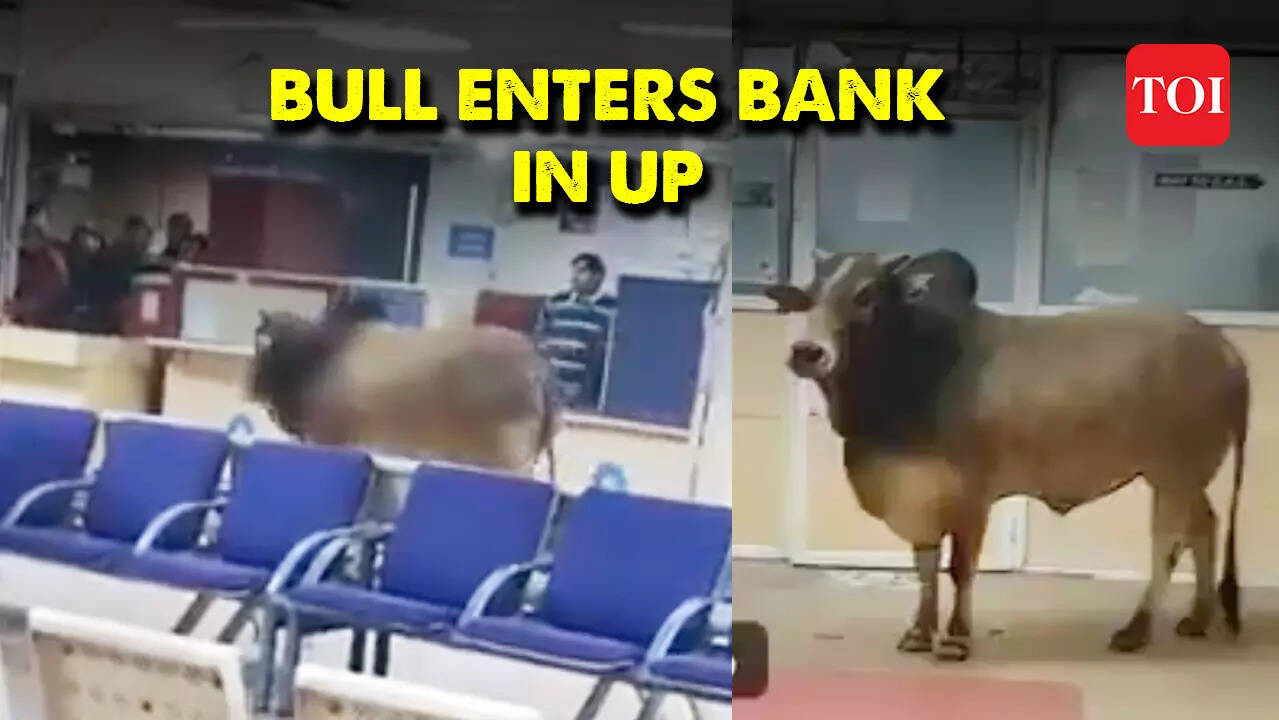Bull enters bank in UP’s Unnao, video goes viral