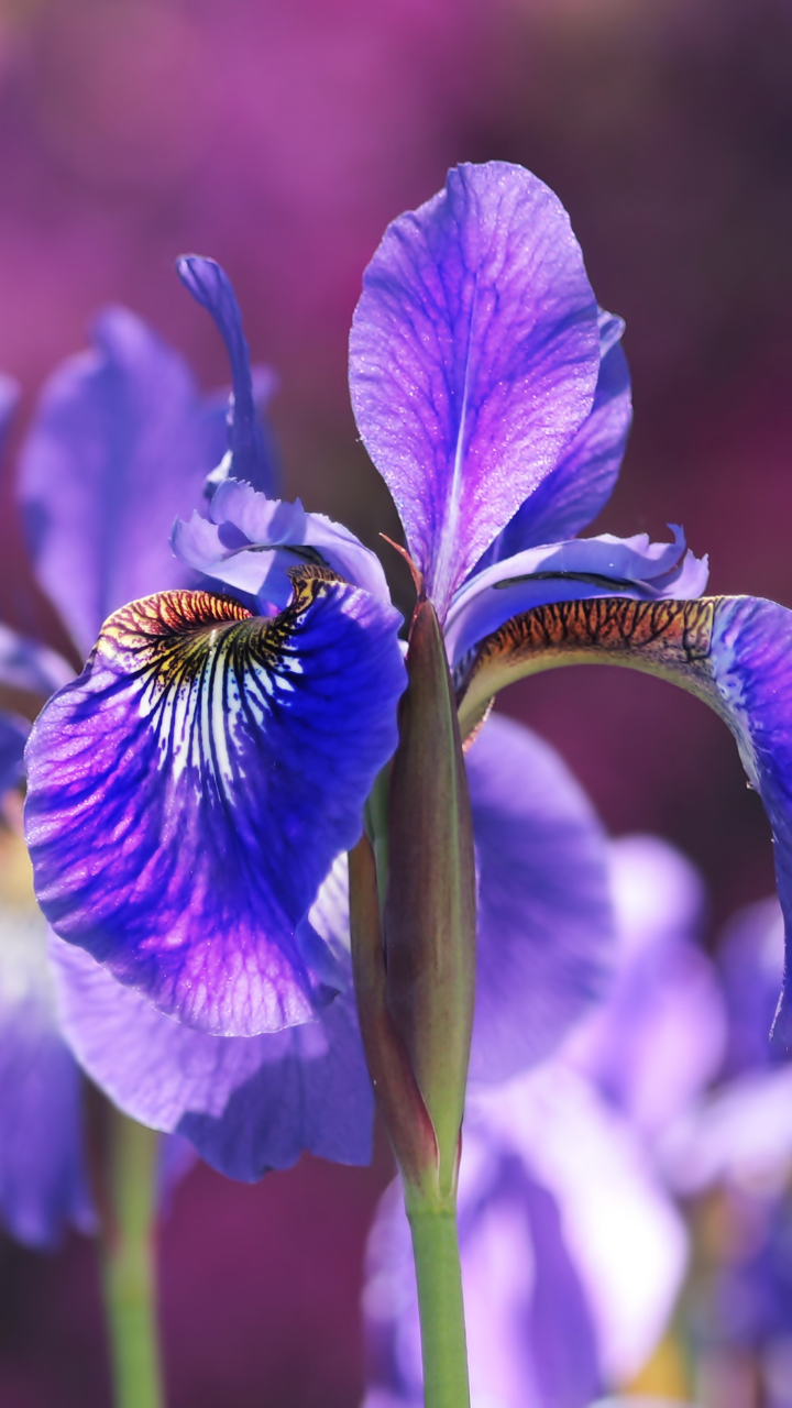 What Flower Represents Life